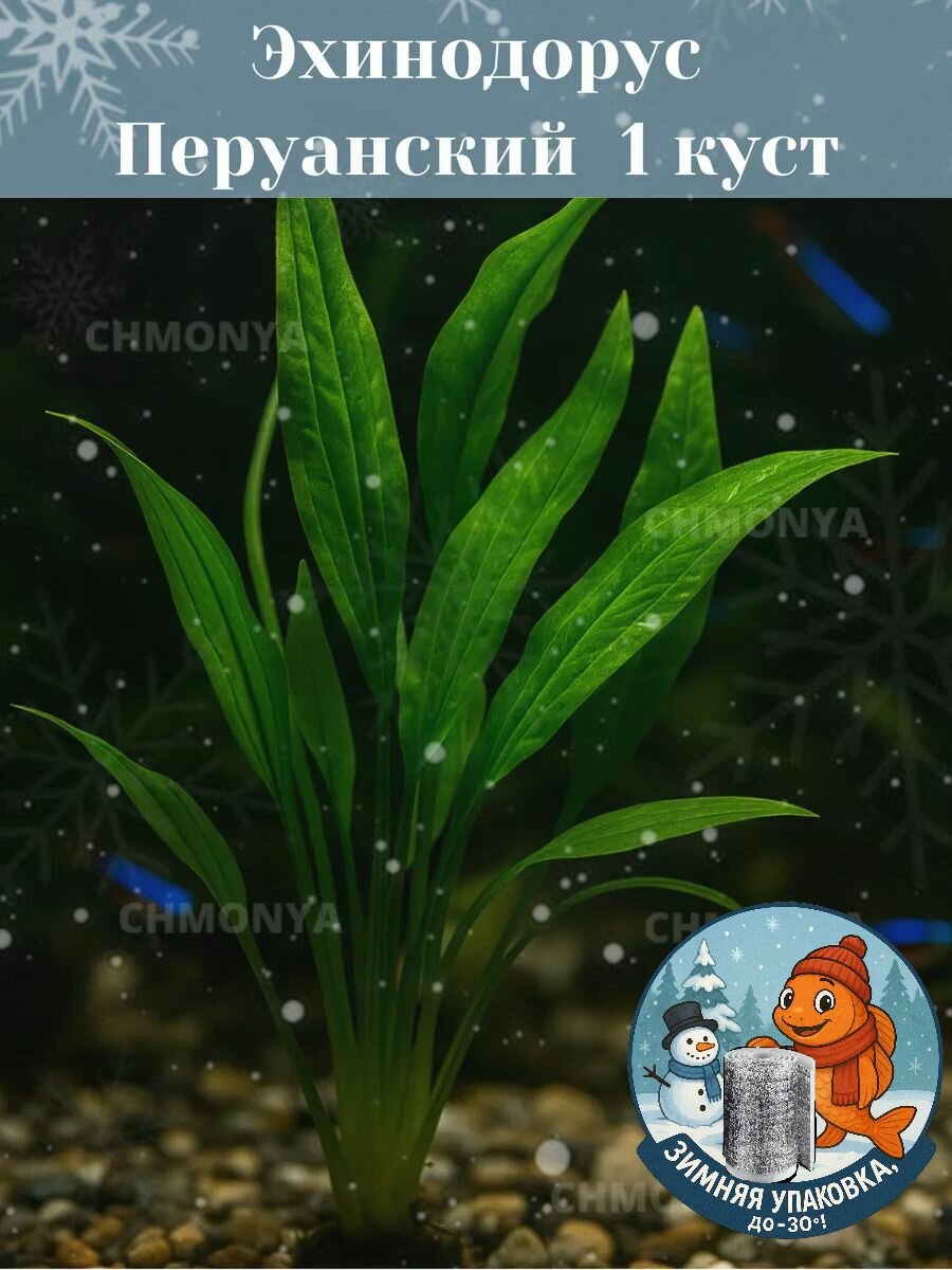 Аквариумное растение Эхинодорус Перуанский (Echinodorus Peruensis) , живое аквариумное растение