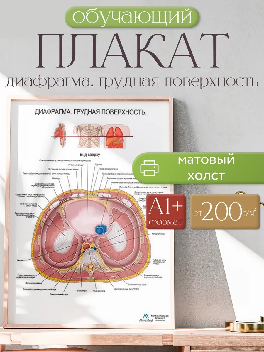 Диафрагма. Грудная поверхность, плакат А1+, матовый холст от 200г/м2