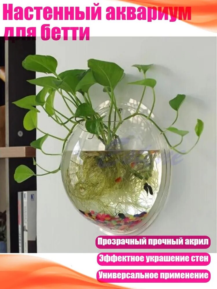 Настенный аквариум для бетти, - Прозрачный