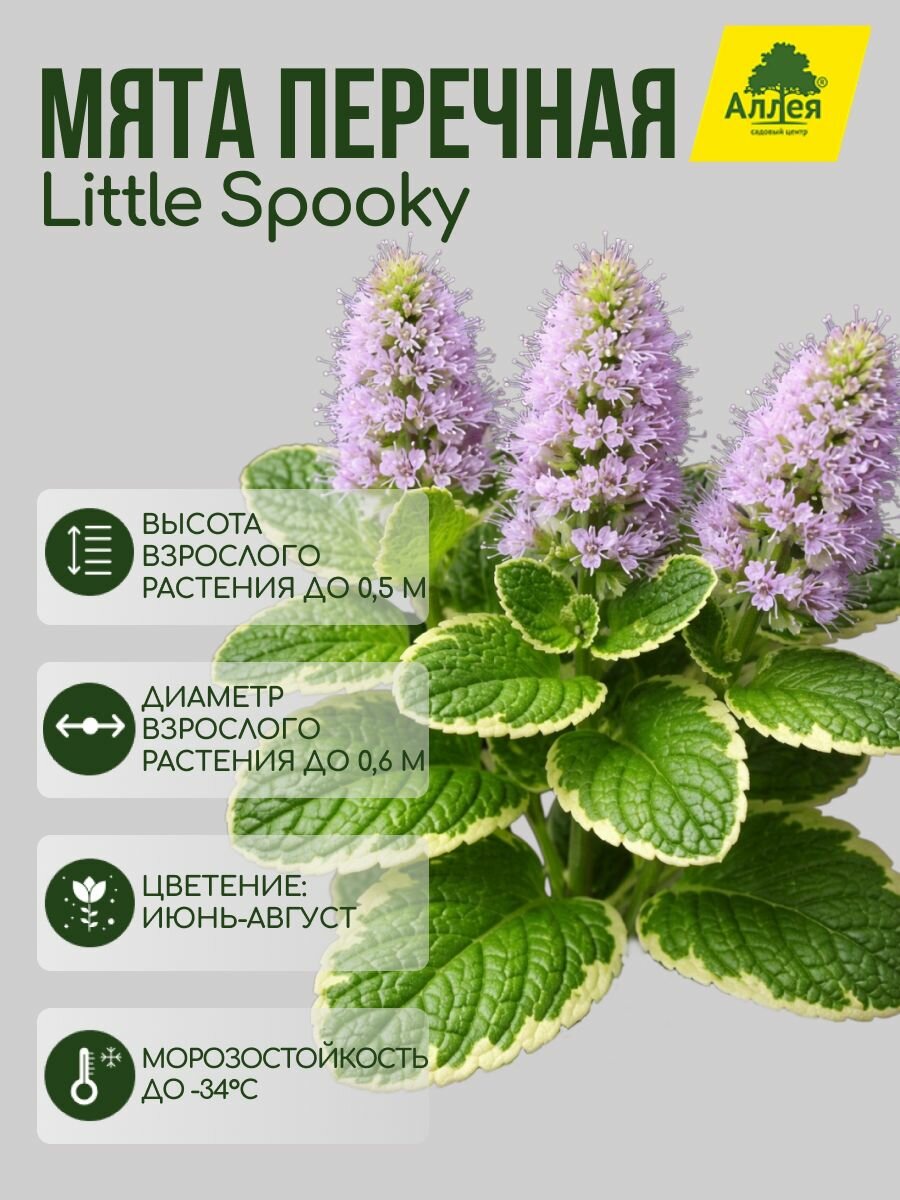 Мята круглолистная Mentha x rotundifolia Pineapple Р9