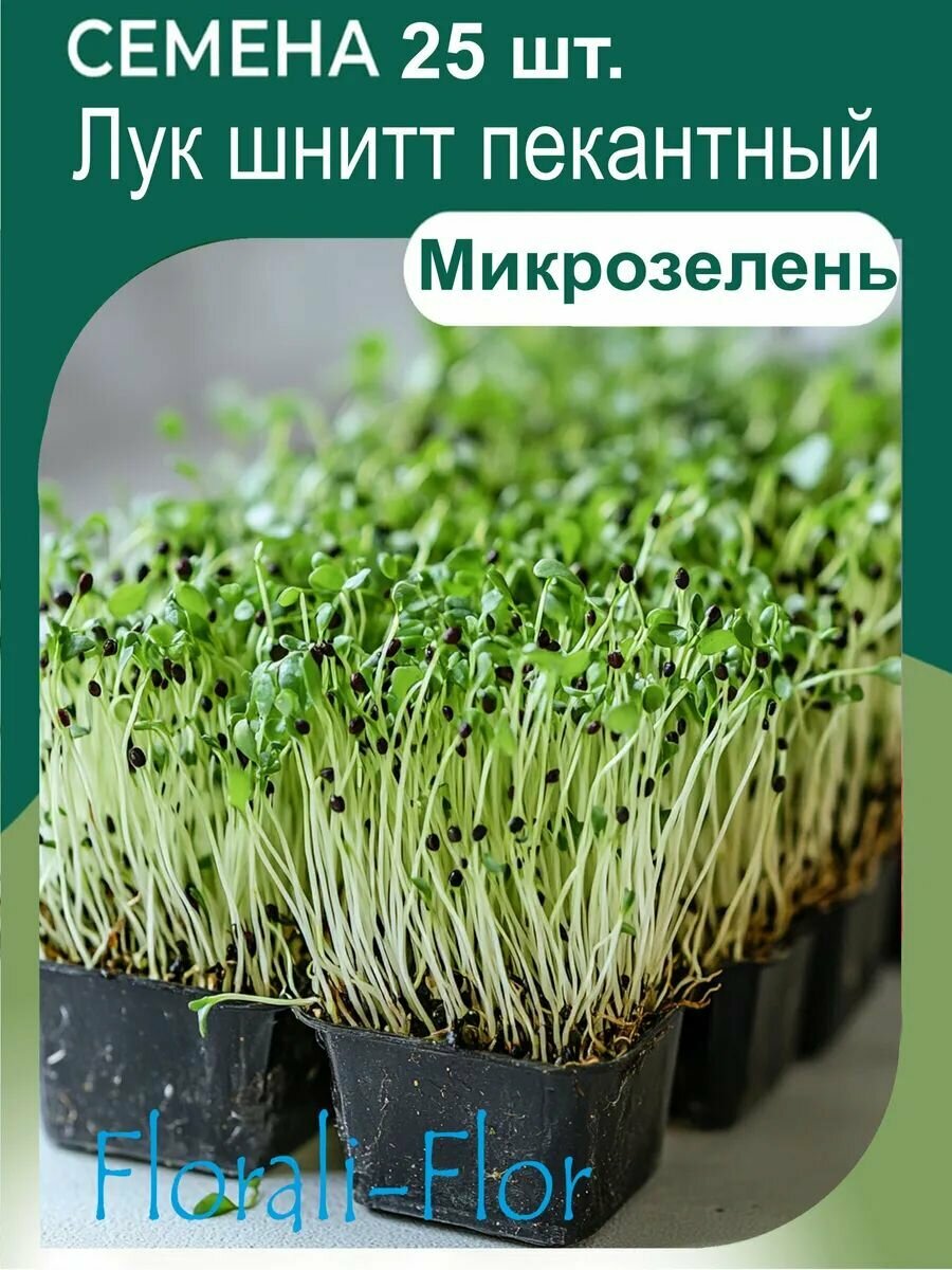 Семена лук микрозелень