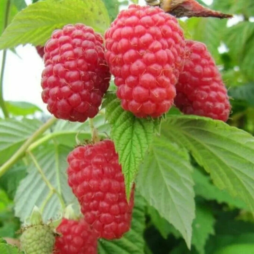 Малина крупноплодная Сенатор / 1 шт, морозостойкий, высокоурожайный сорт