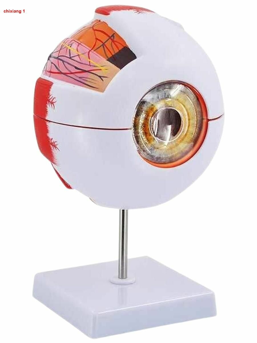 Анатомическая модель человеческого глаза, увеличенная в 3 раза модель глазного яблока для научного образования