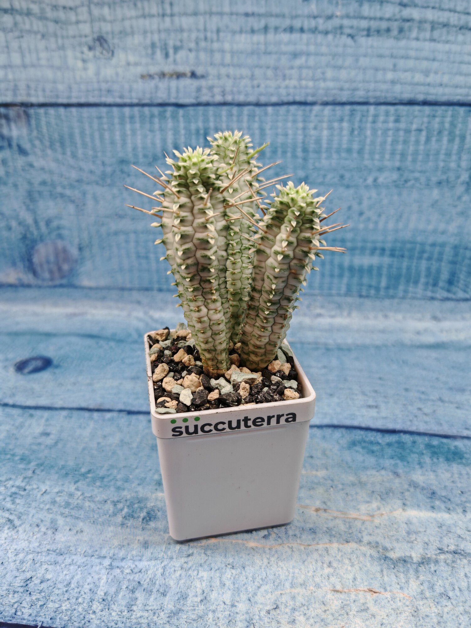 Суккулент Euphorbia Mammillaris variegata (Эуфорбия). Диаметр горшка 5 см. Субстрат Succuterra Classic и фирменный горшочек в комплекте.