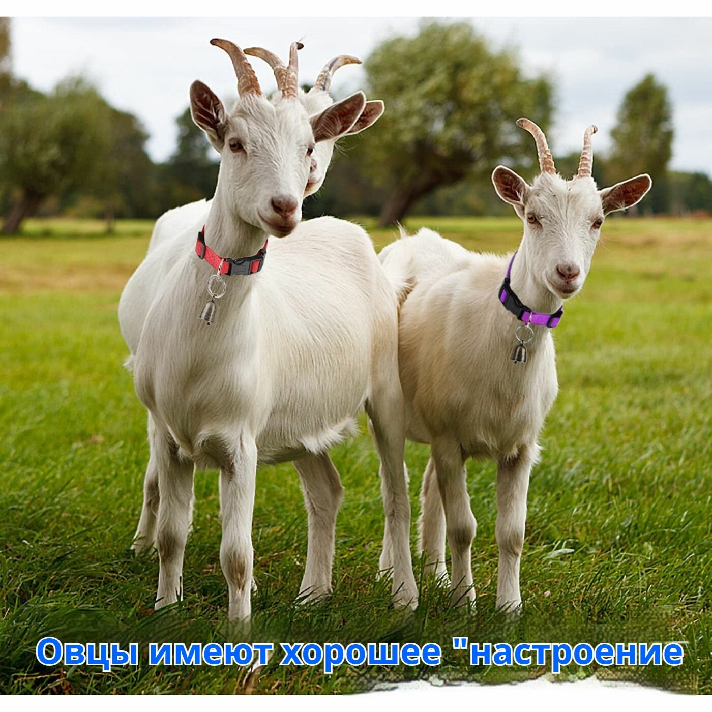 Звонок для животных — фото 1