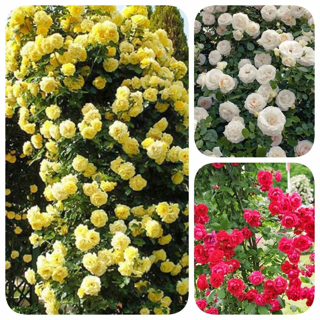 Комплект плетистых роз Вайт 3 шт