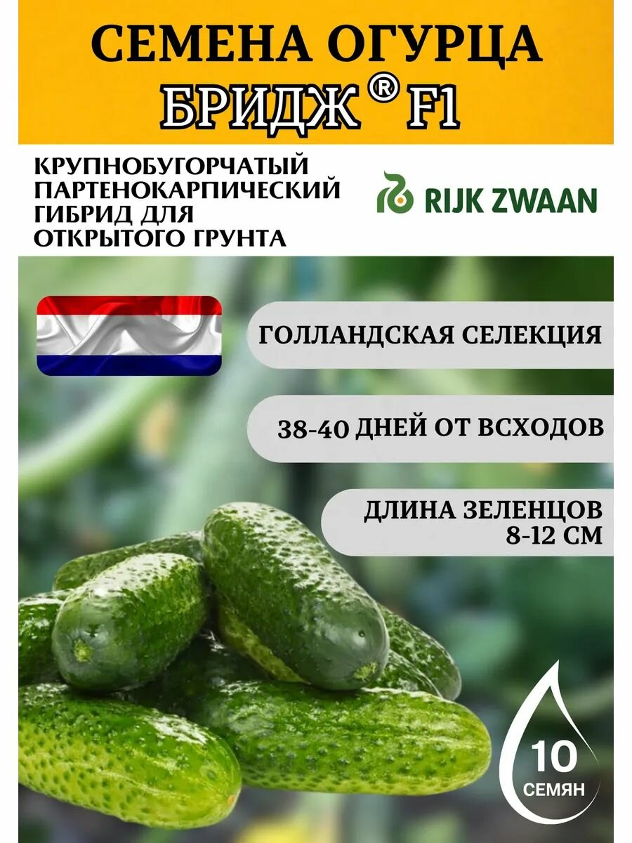 Семена огурца Rijk Zwaan Бридж F1, раннеспелые высокоурожайные, 10 семян