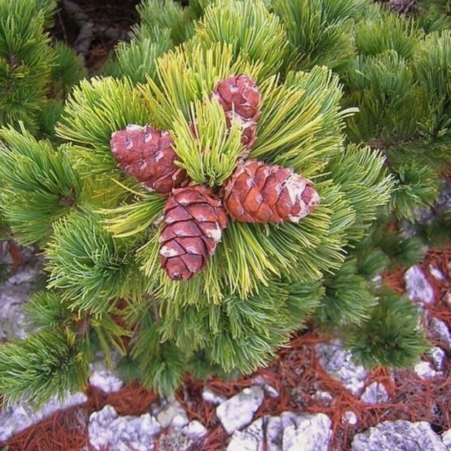 Семена Орешка Кедровый стланик 30 ШТ, Сосна стланиковая
