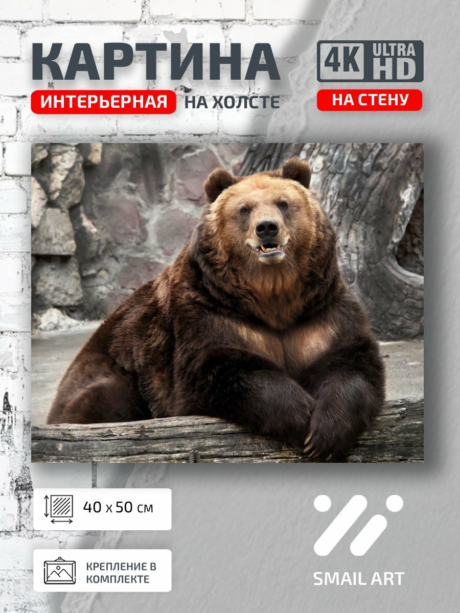 Картина на холсте интерьерная 40 на 50 на стену Медведь bear для спальни animal style декор