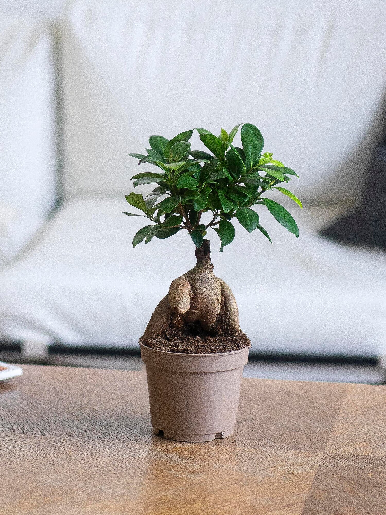 Geo Glass: Бонсай живой , фикус микрокарпа , дерево живое 12/30 см