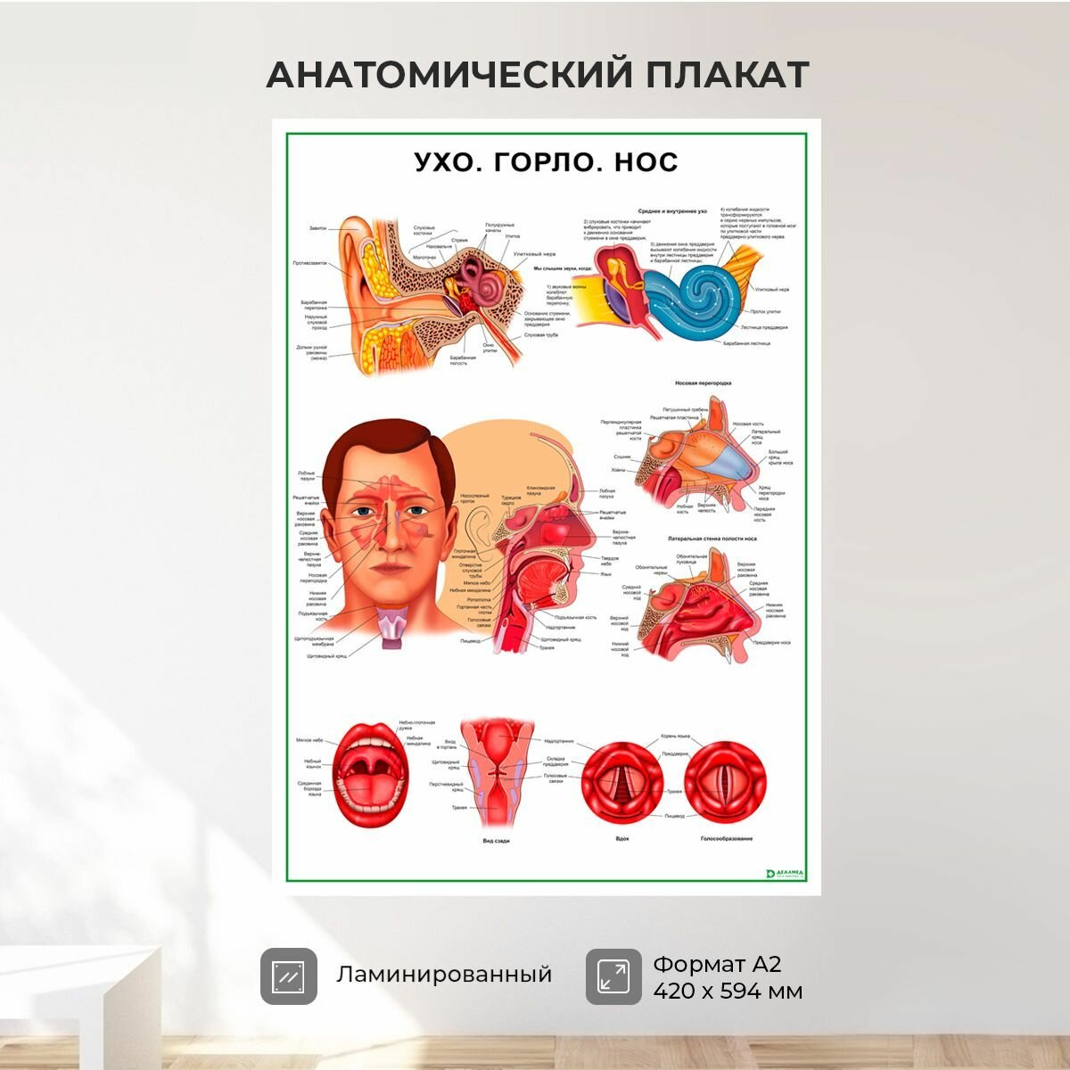 Обучающий медицинский плакат анатомия Ухо, горло, нос А2