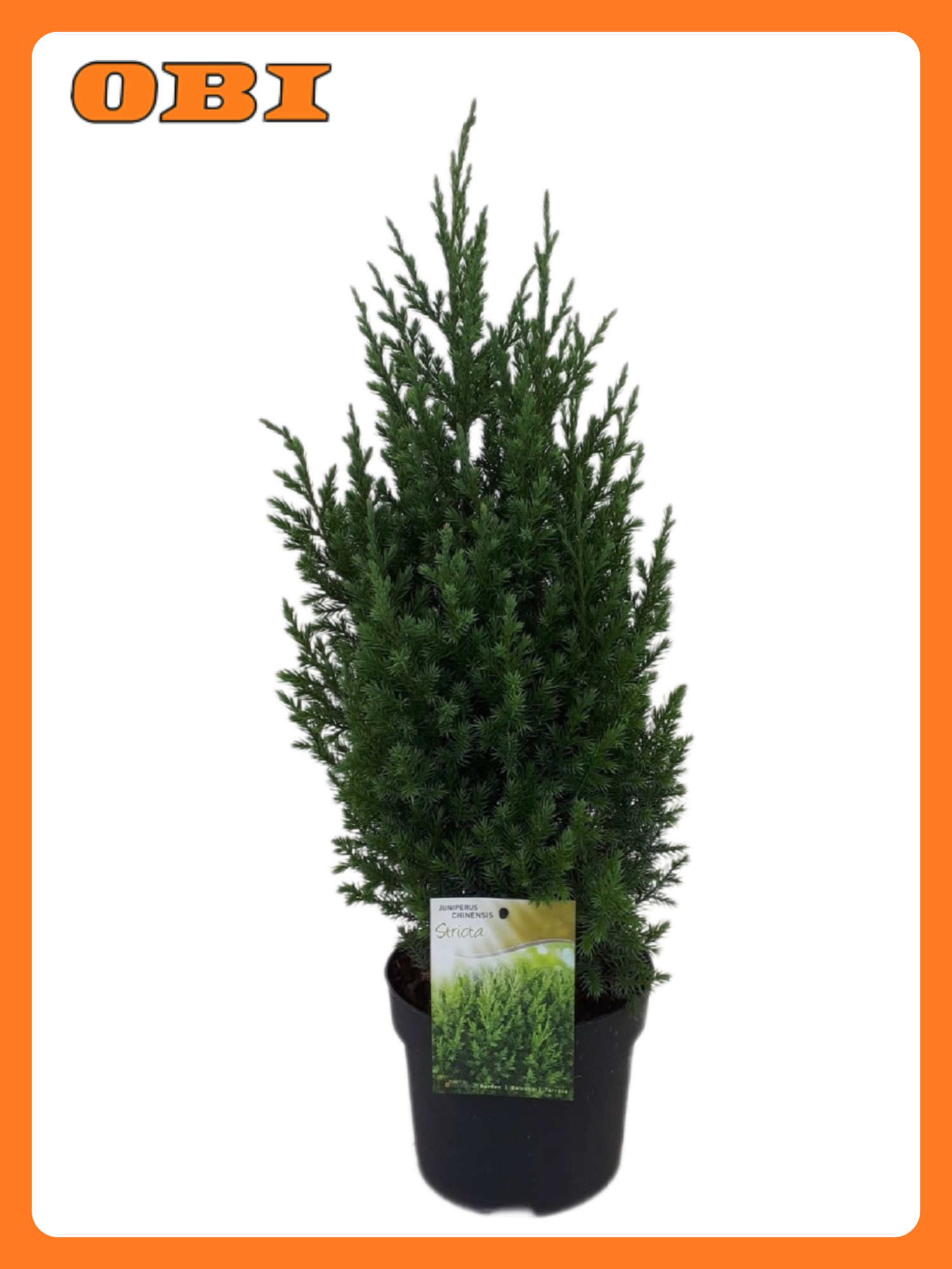 Можжевельник FLORA GROUP "Stricta", саженец, многолетнее, хвойное, декоративное растение