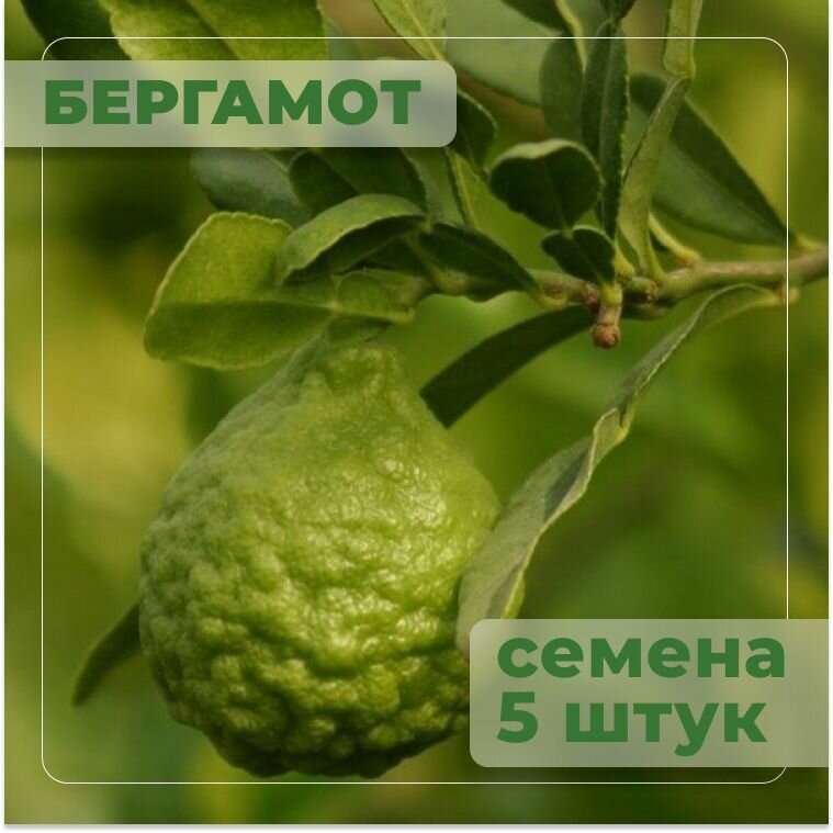 Бергамот цитрусовое растение, семена 5 штук