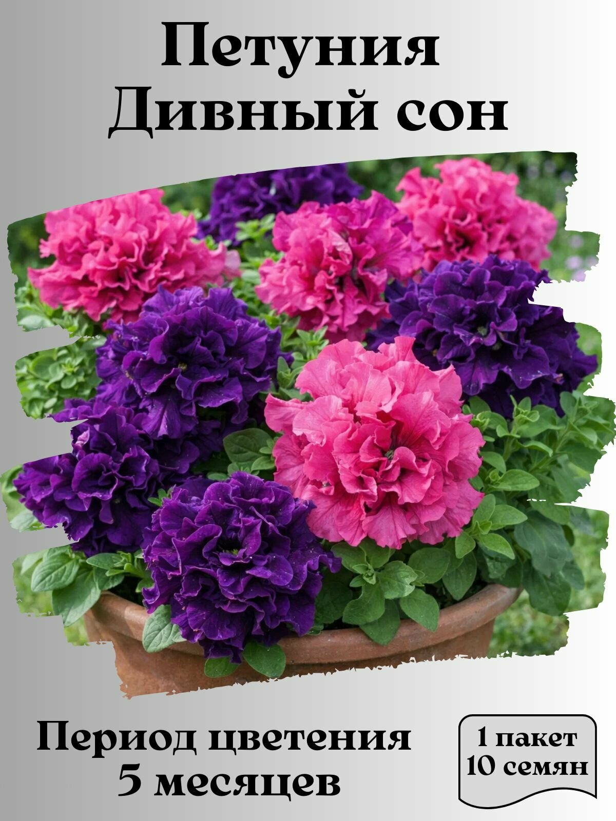 Петуния Дивный сон, семена, 10 шт.