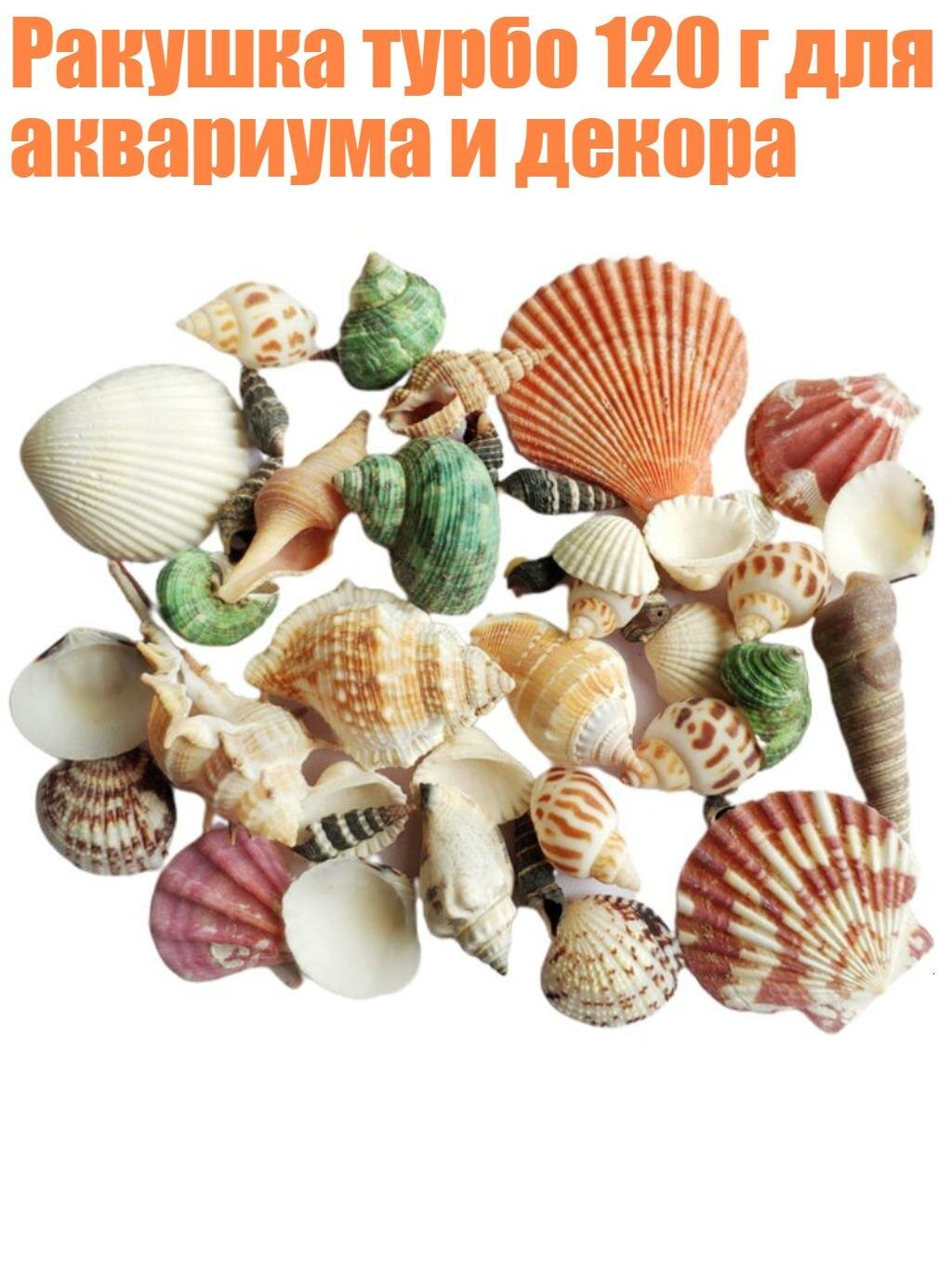 Ракушка турбо 120 г для аквариума и декора