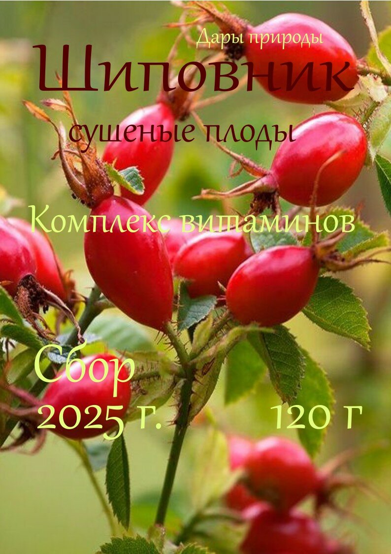 Шиповник сушеный, очищен от цветоложа и плодоножки. 2025 г.