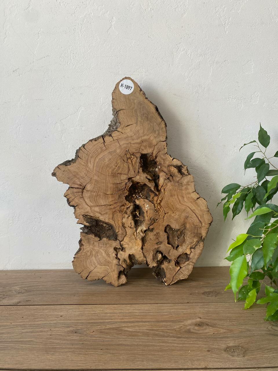 Спил дуб . Габаритные размеры 57х38х6,5 см. Шлифованный с 2-х сторон. артикул к1897