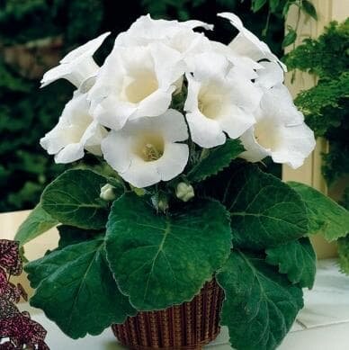 Глоксиния Мон Бланк (1 клубень), Нидерланды