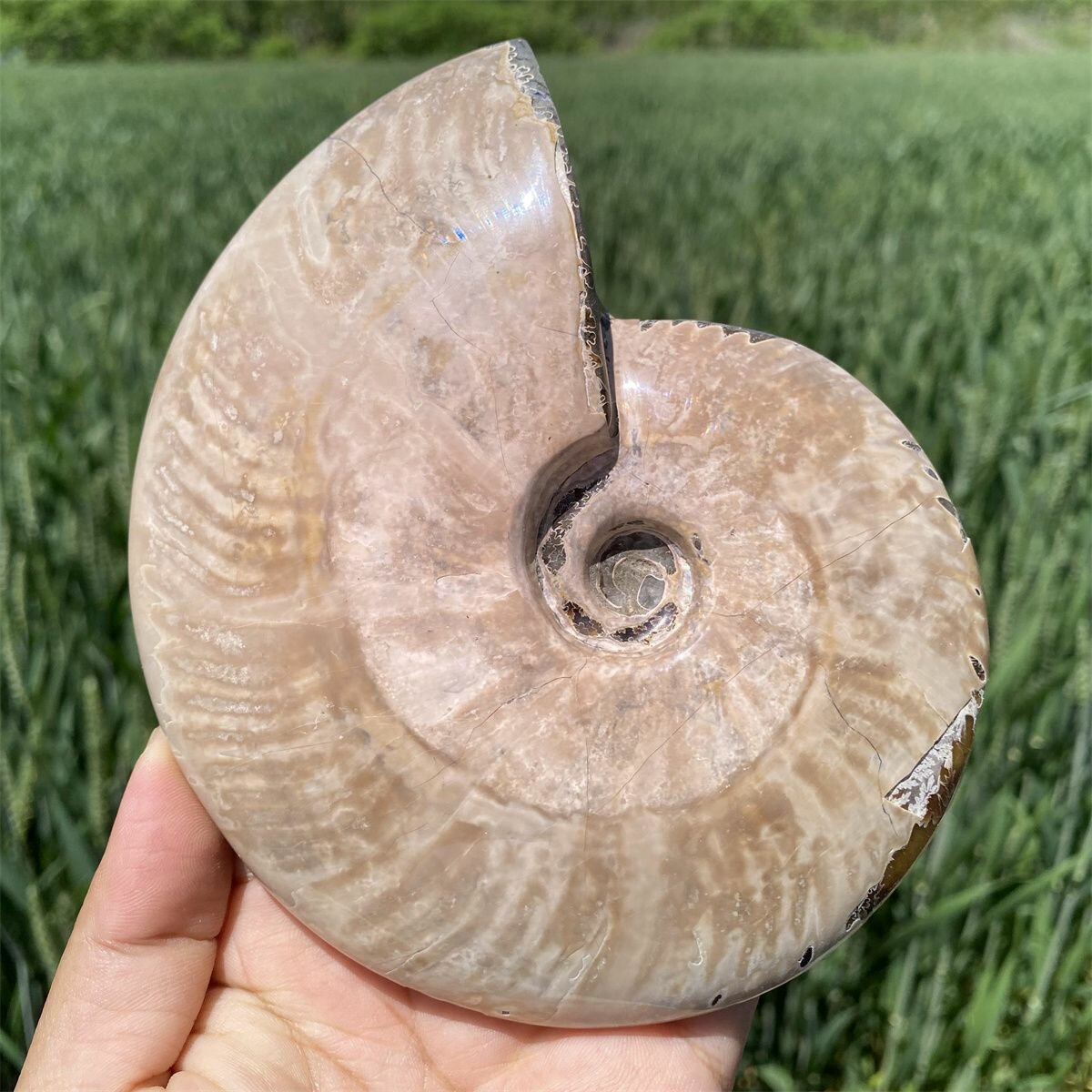 Окаменелость