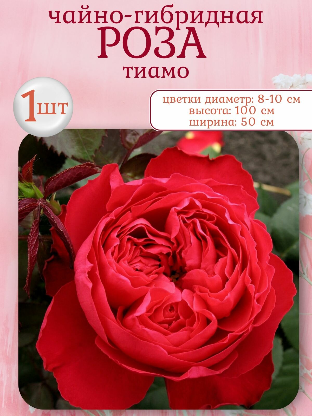 Роза чайно-гибридная Тиамо , многолетние цветы, 1 шт