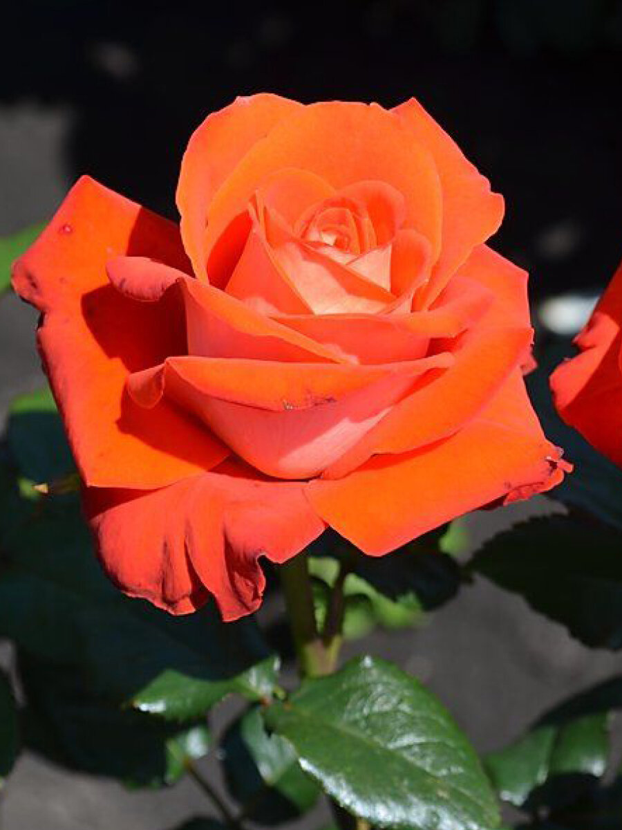 Роза чайно-гибридная "Верано", 1 саженец , многолетняя, высота 45 см, оранжевая