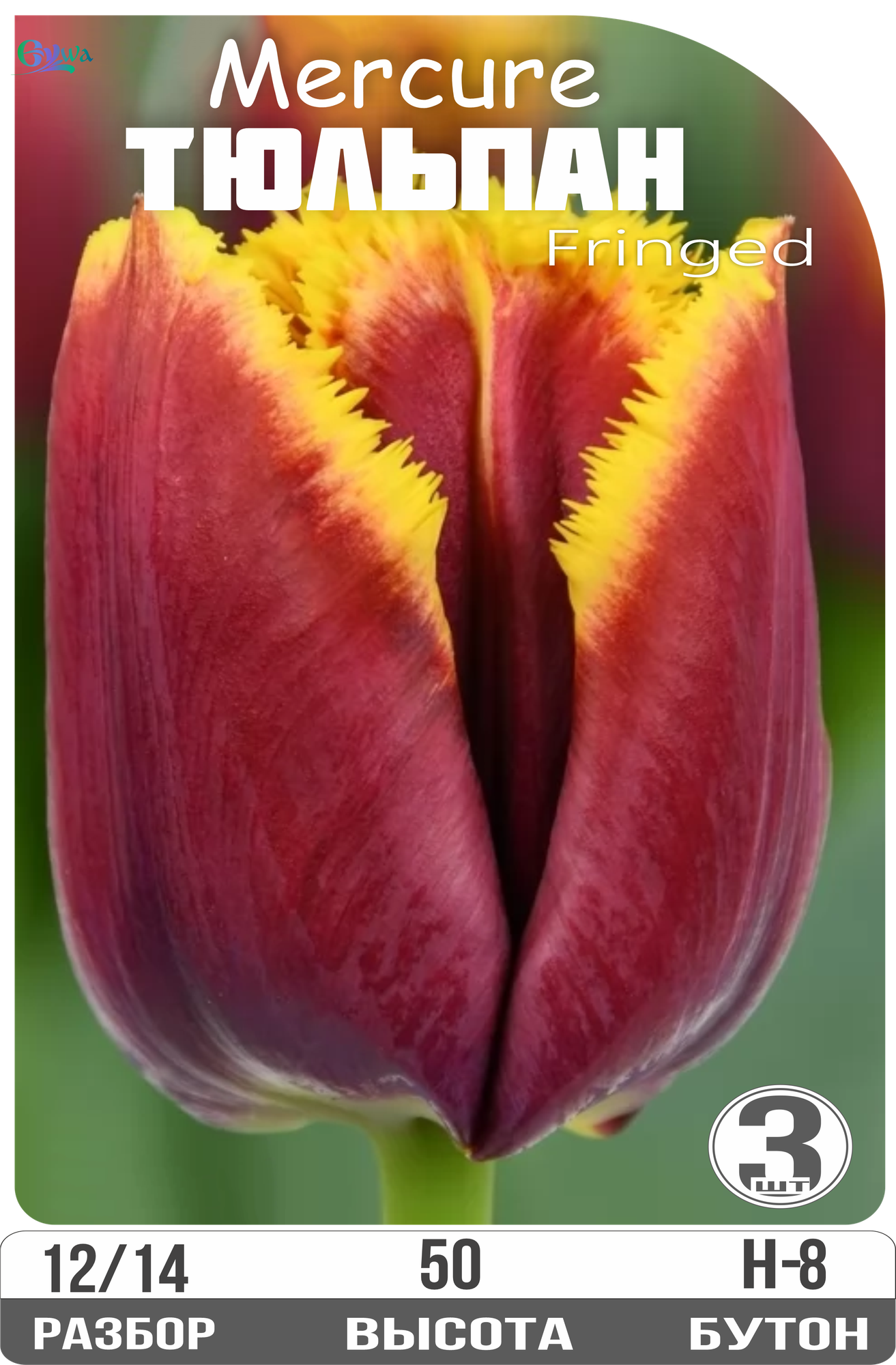 Тюльпаны Eywa Меркурий, бахромчатые, крупные луковицы, разбор 12/14, 3 шт