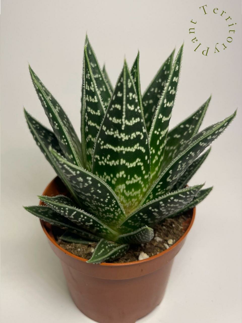 Алое Тики Таки суккулент