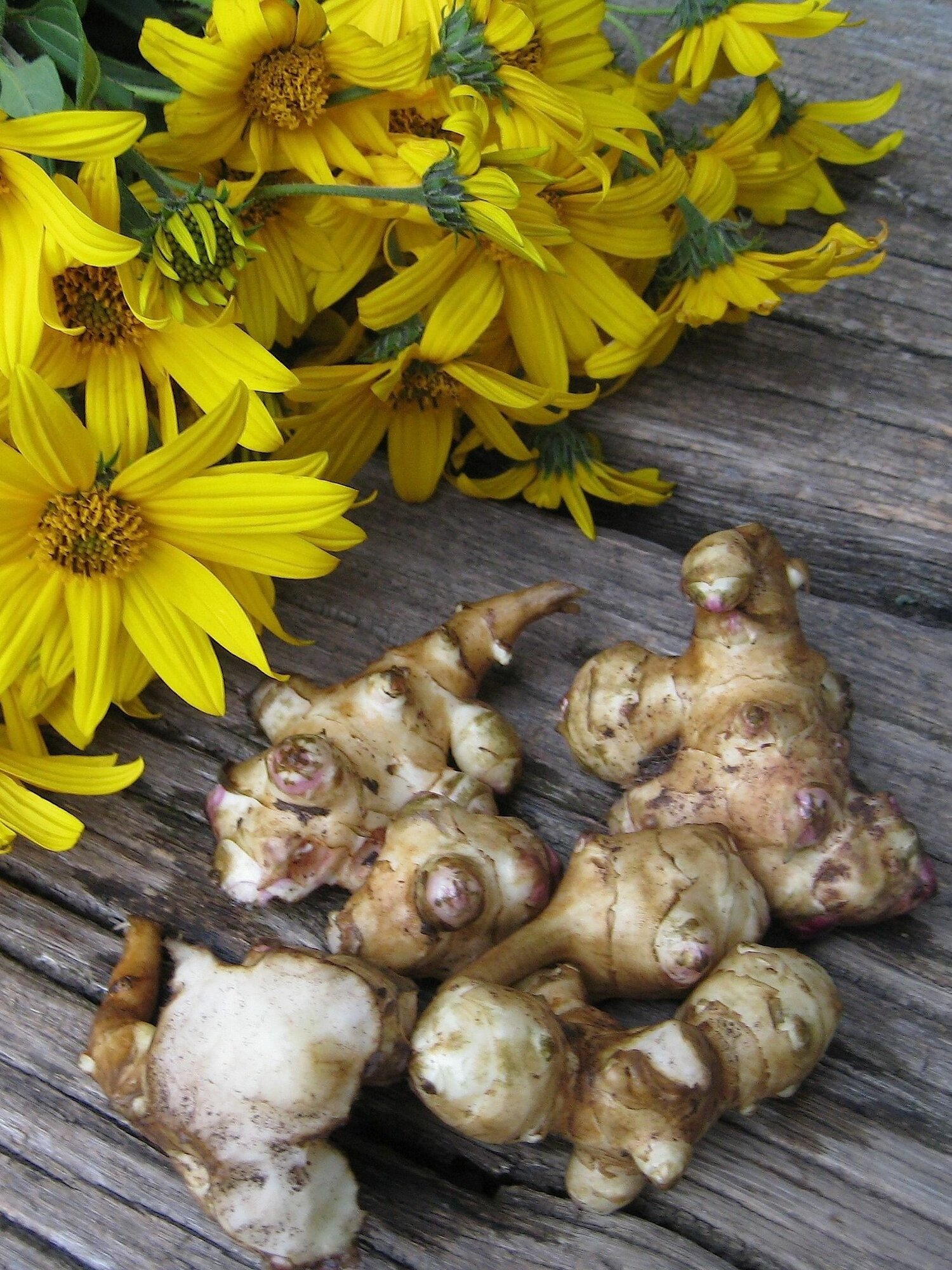 Топинамбур - Земляная Груша (семенные клубни для посадки 1 кг) / клубни, делёнки многолетних растений, корни / для дачи, сада, дома и балкон