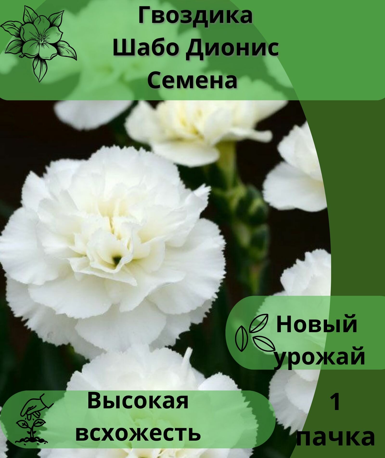 Гвоздика Шабо дионис, семена 10шт