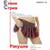 Ракушка [Аудиокнига]