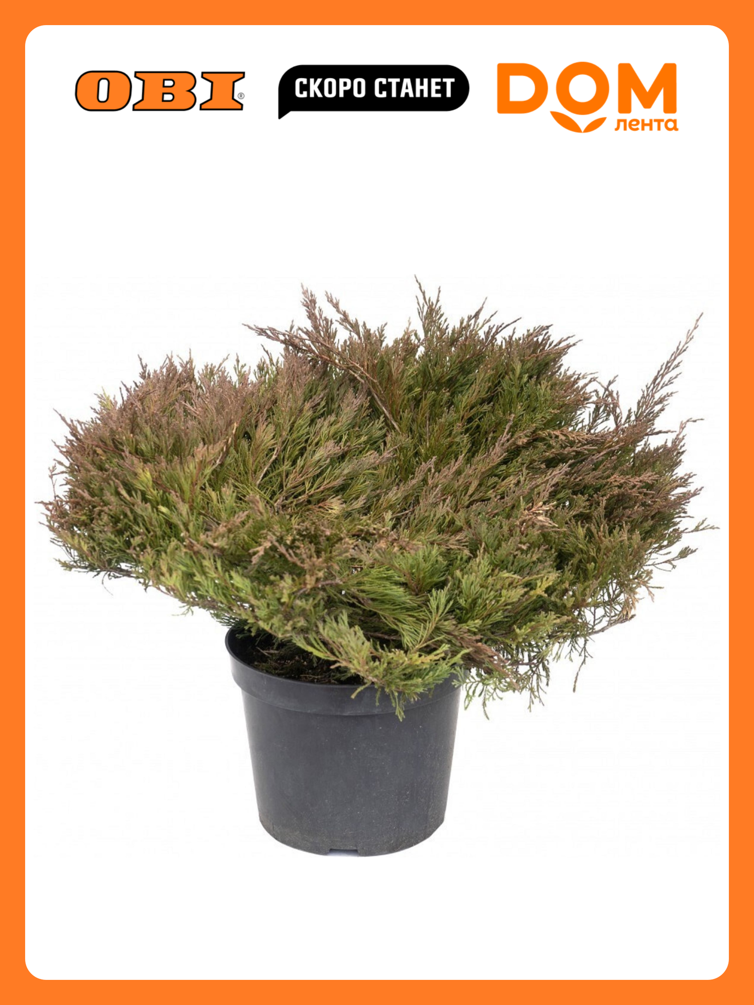 Можжевельник Андорра Компакт 883660, многолетнее, хвойное, декоративное растение