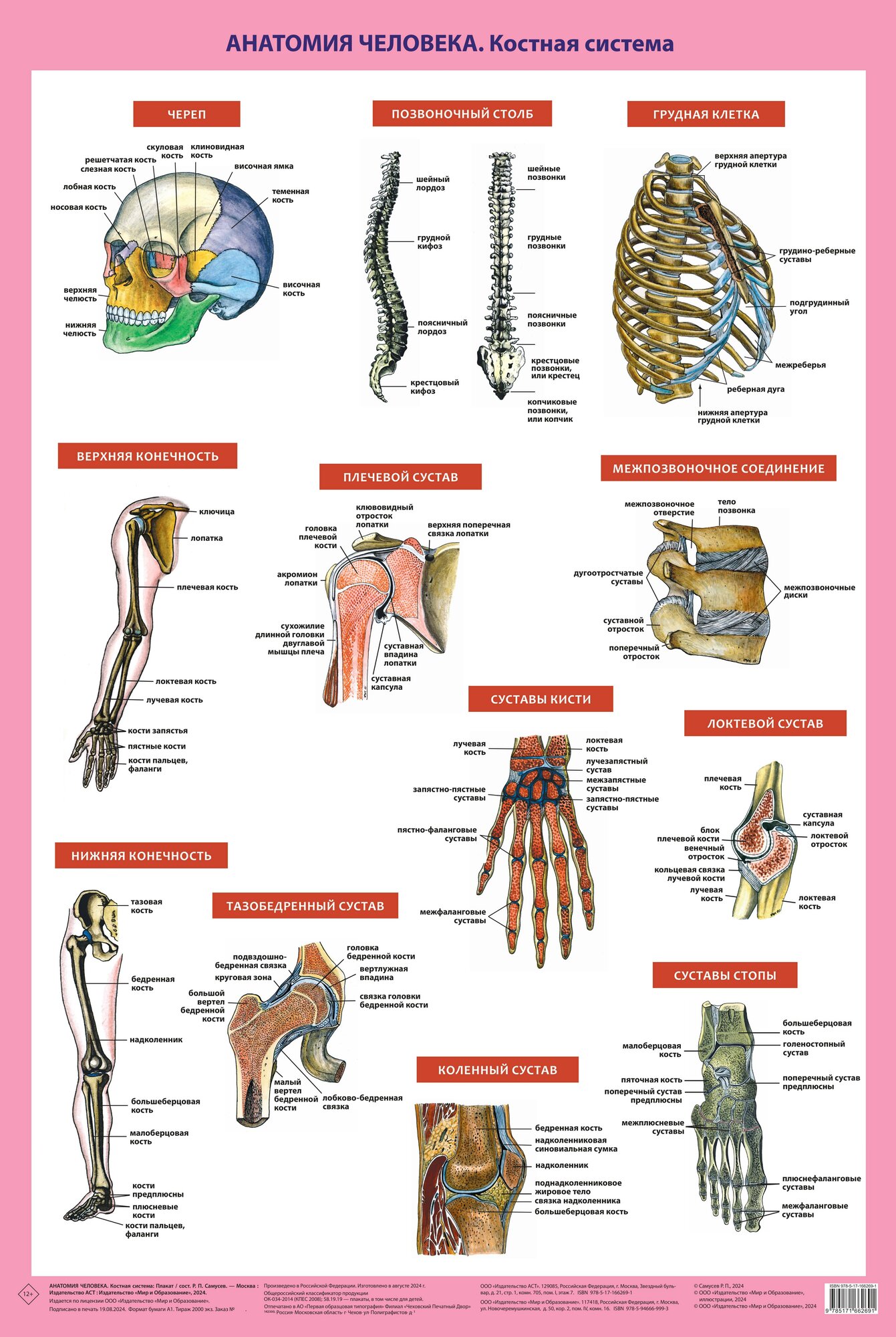 Анатомия человека. Костная система (ПВХ-рукав) (Рудольф Самусев)