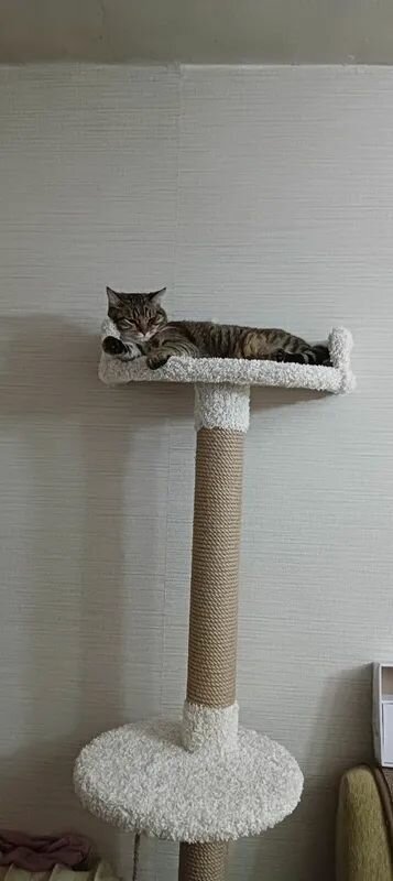 Когтеточка — фото 1