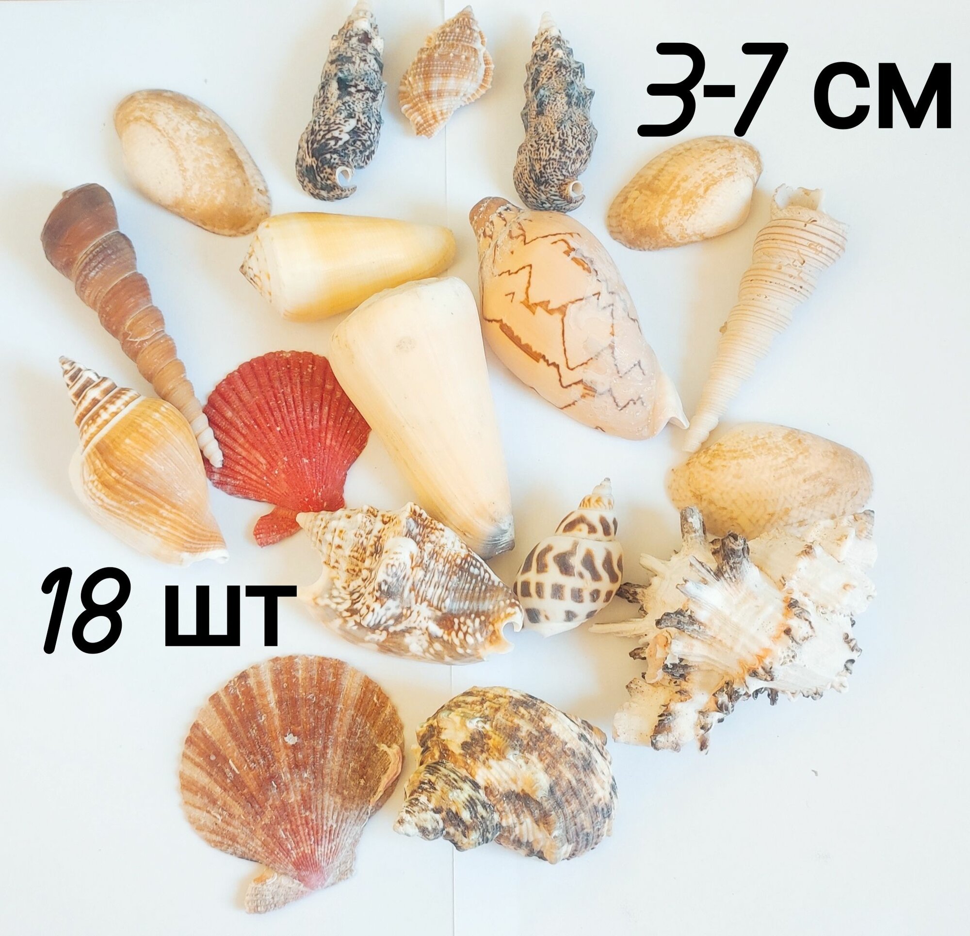 Набор морских ракушек 18шт