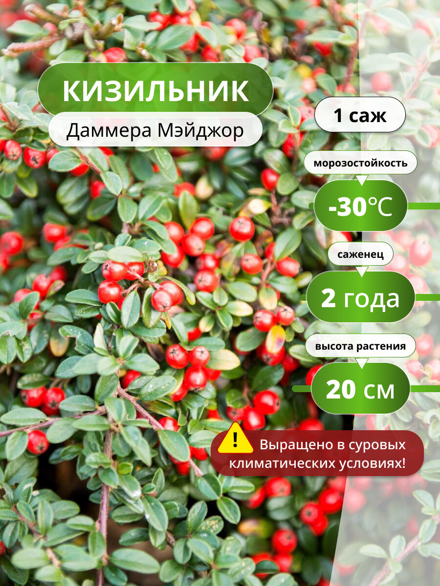 Кизильник Даммера Мэйджор / кизильника, многолетнее растение