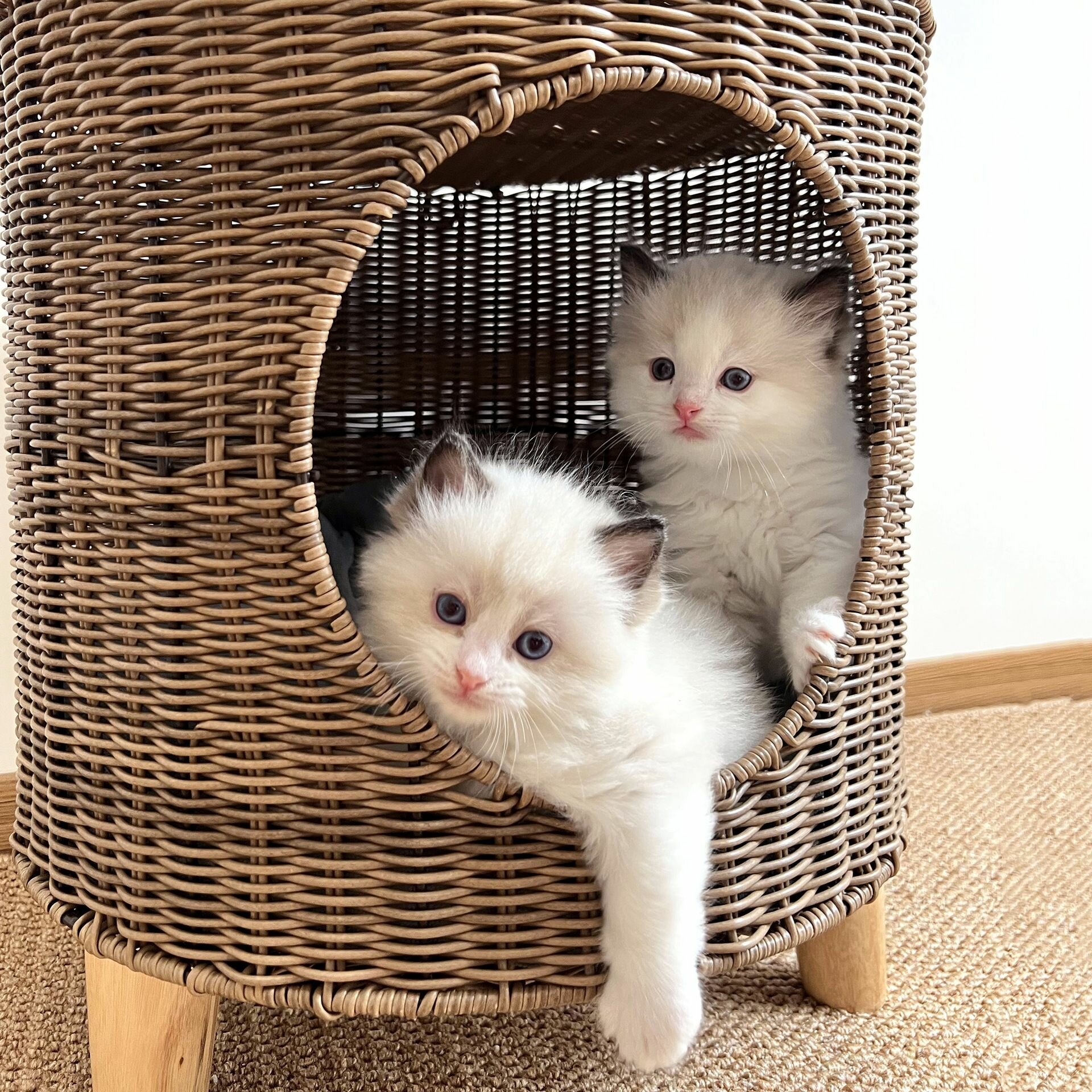 Домик для животных — фото 1