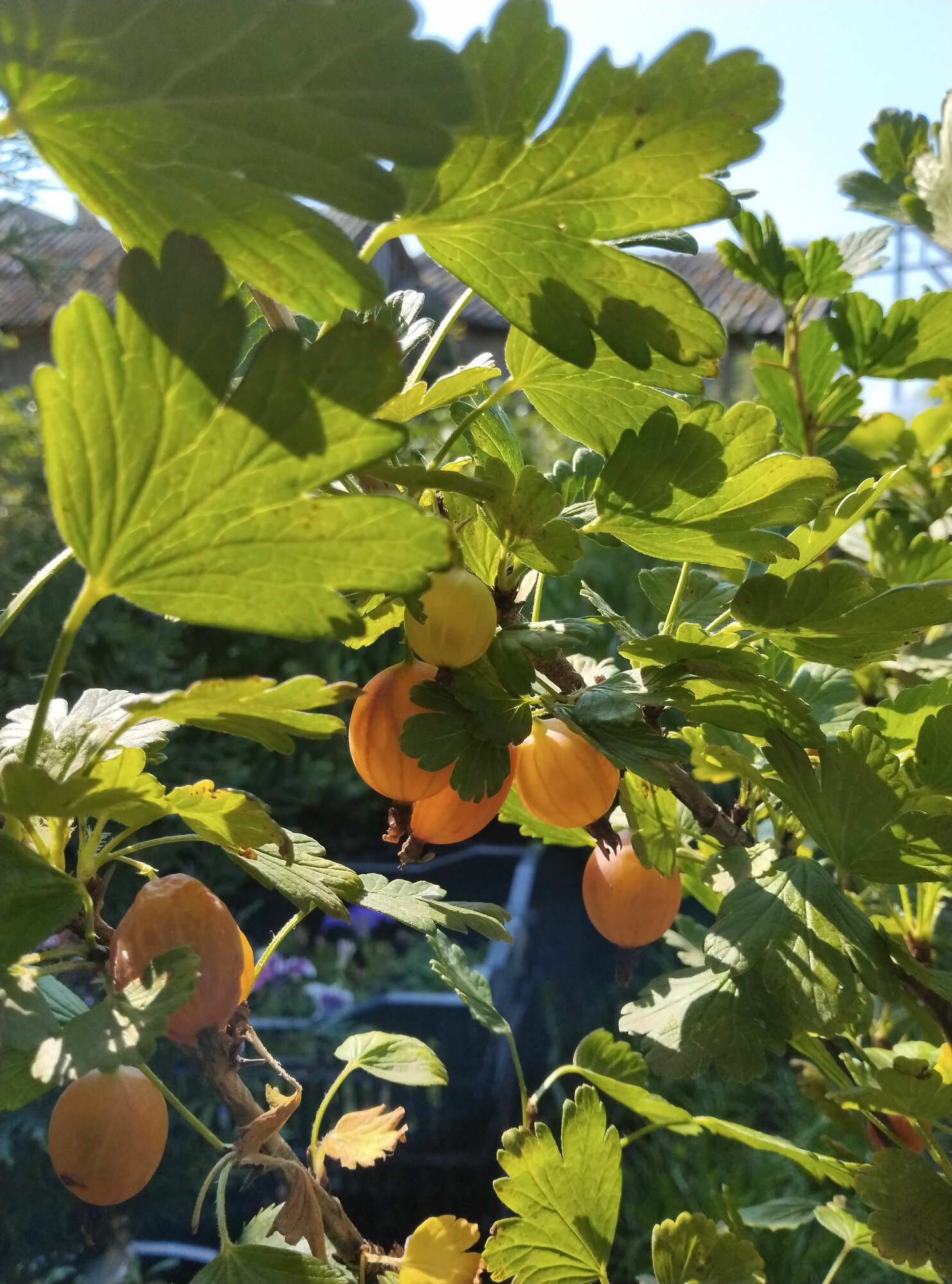 Крыжовник Русский Желтый, С7