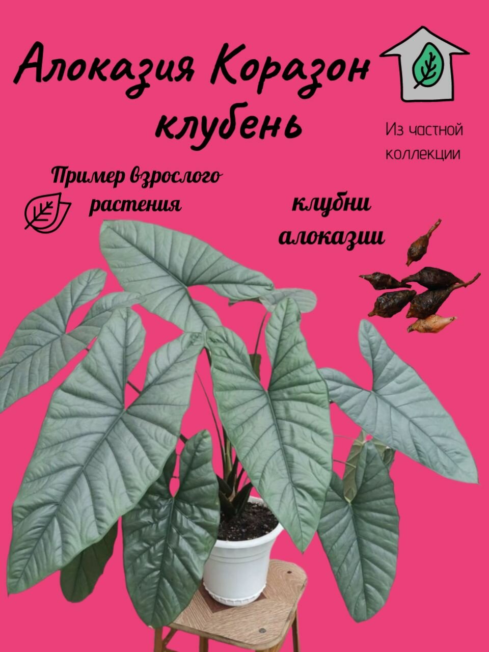 Алоказия Коразон / клубень мелкий