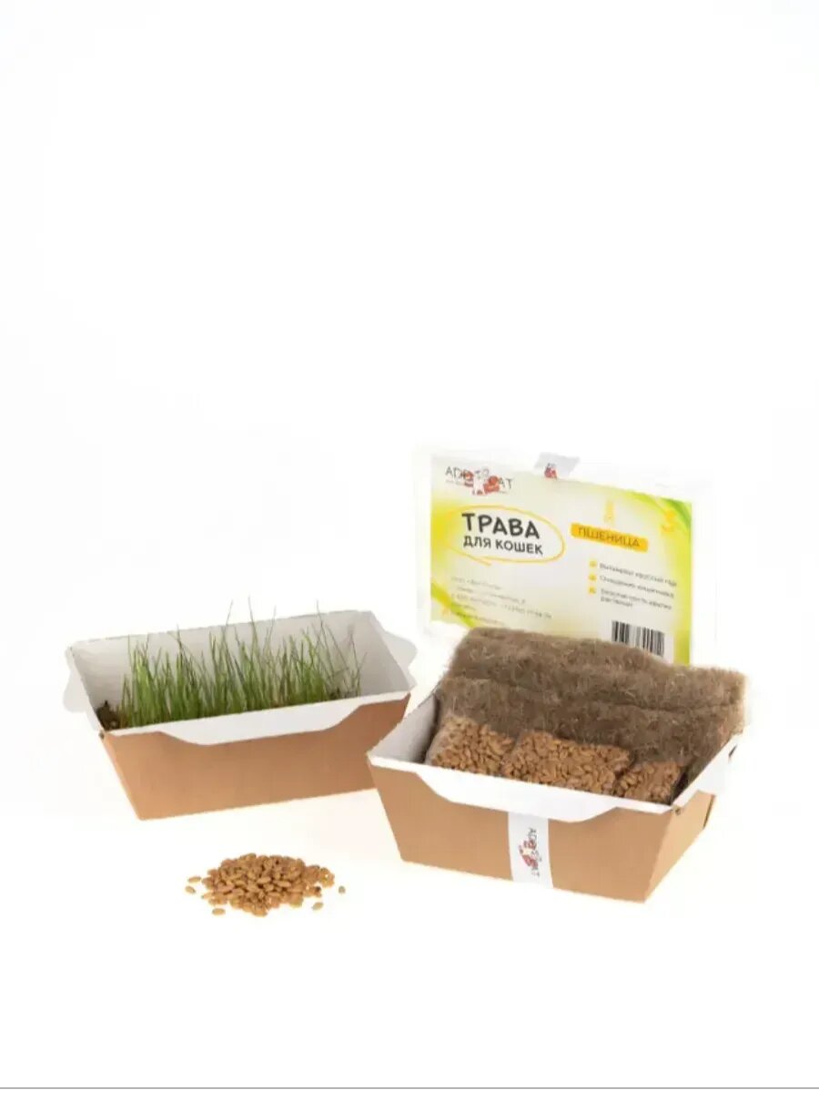 Трава для кошек три урожая пшеница