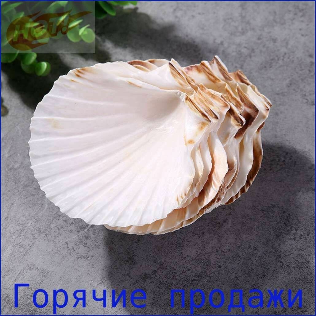 Ассорти из 10 натуральных ракушек морских гребешков для элегантной подачи и выпечки