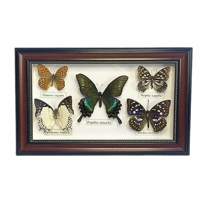Набор из 5 настоящих бабочек в элегантной рамке с подставкой уникальное украшение для дома и стильный подарок