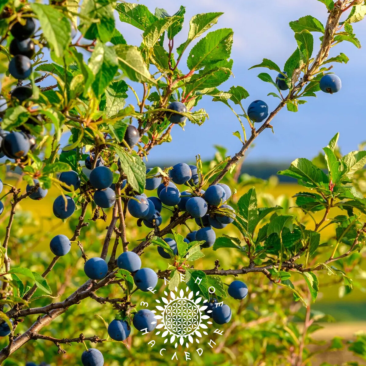 Семена Слива Бонсай (лат. Prunus) 5шт