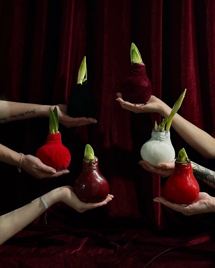 Амариллис AURA BUKET "В воске", декоративно-цветущий, луковица, живая премиум (большая луковица)