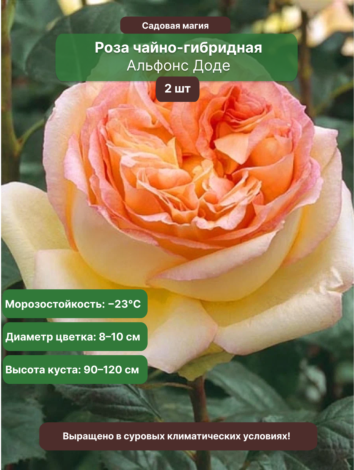 Роза чайно-гибридная Альфонс Доде (Alphonse Daudet) 2 шт / розы