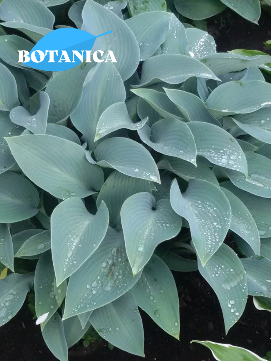 Луковицы цветов, botanica garden , Хоста Канадиан Блю ( 1 штука )