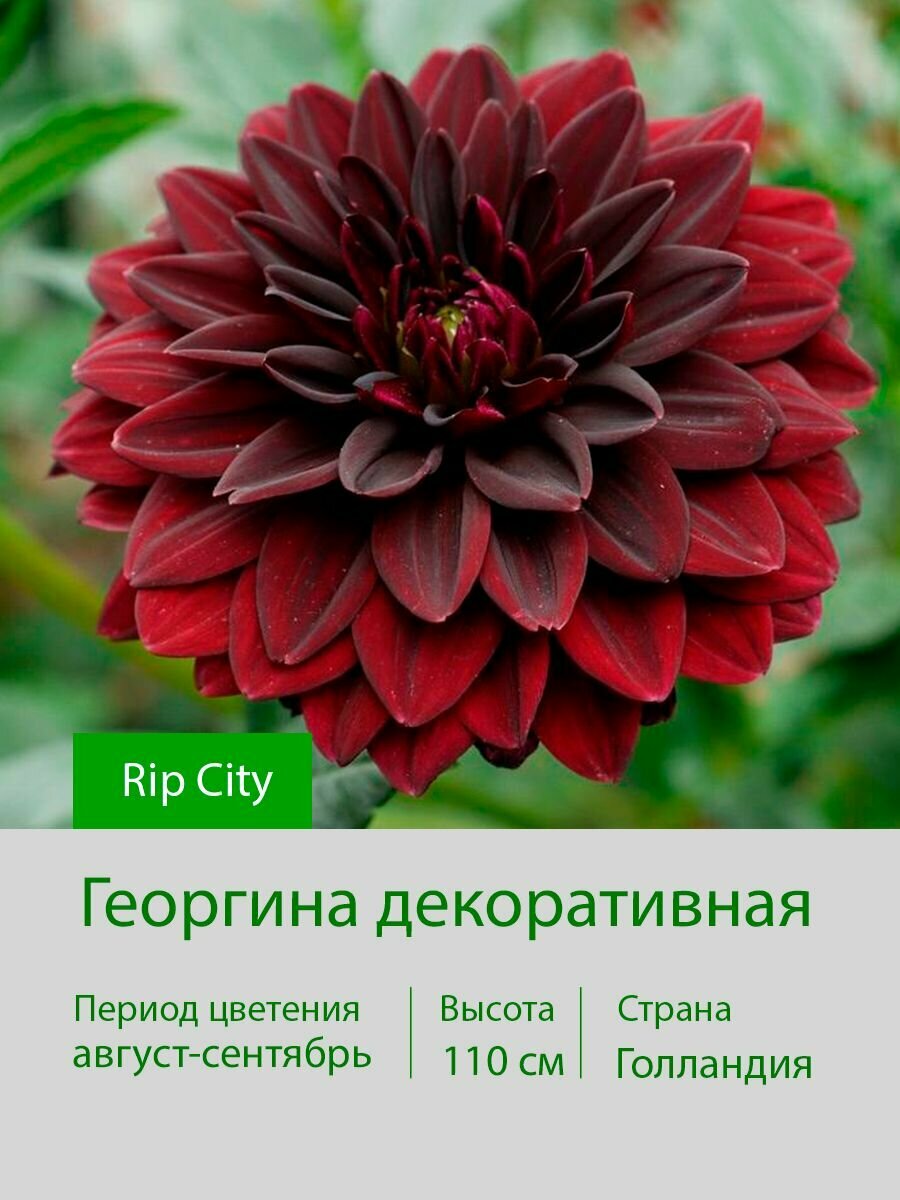 Георгина декоративная Рип Сити (Rip City) 1 шт. Сотка