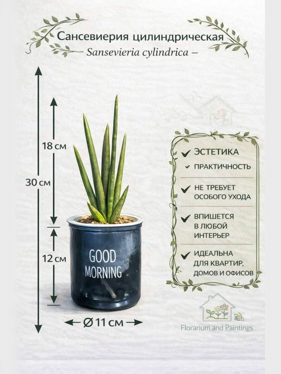 Сансевиерия Цилиндрическая (Sansevieria Сylindrica ) Кактусы и суккуленты горшок в комплектации есть