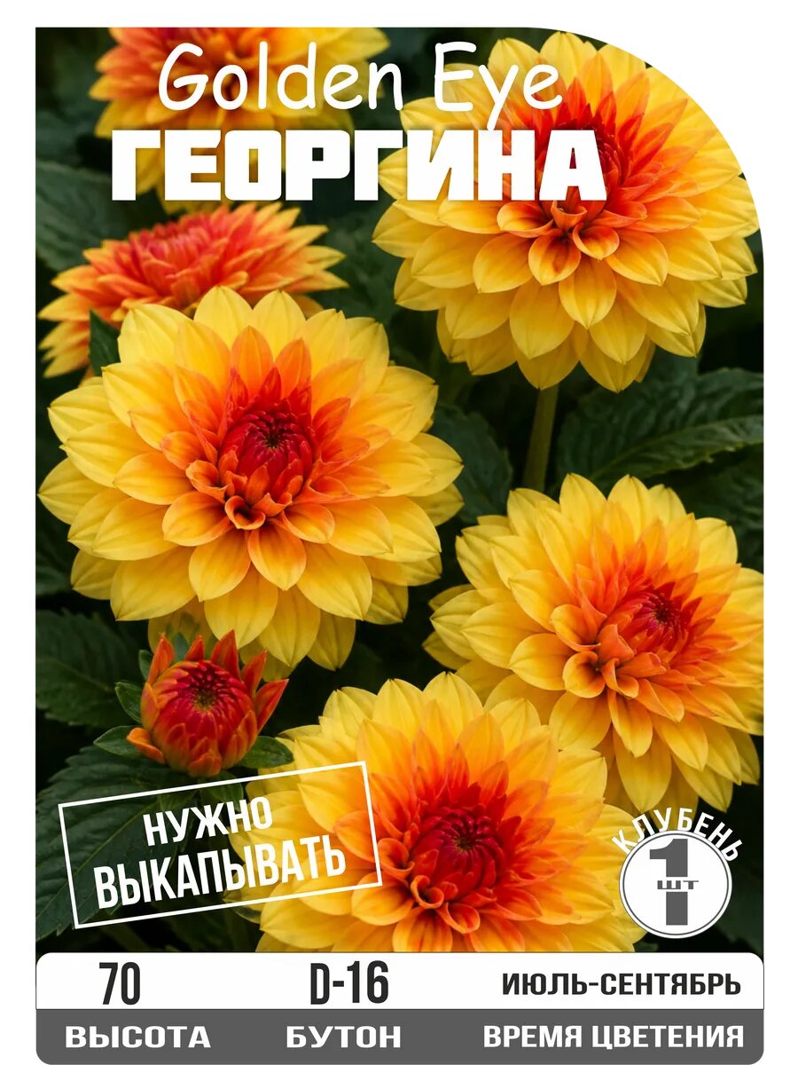 Георгины Голден ай клубни многолетние , клубень 1 шт. высота 70 см.