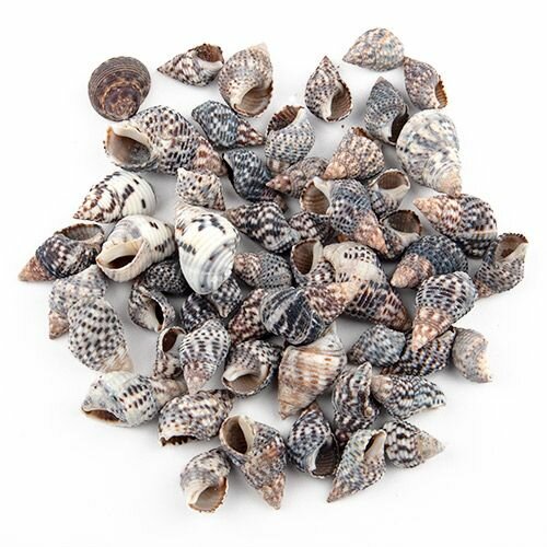 Натуральная морская ракушка Насса пуссата - 300 грамм