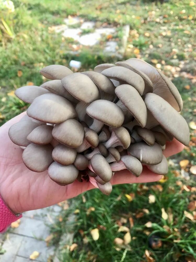 Мицелий вешенки зерновой штамм Р14 1 кг